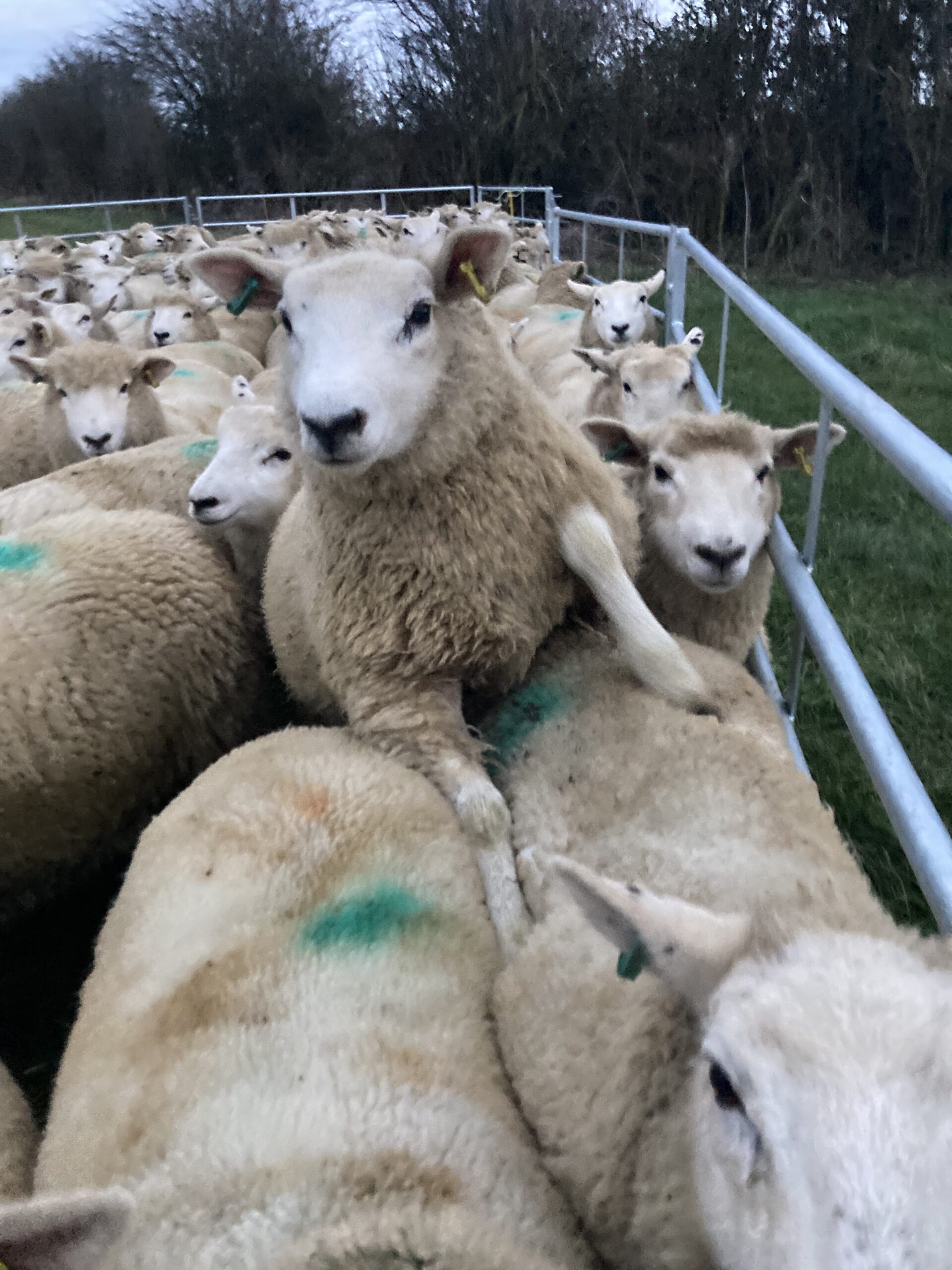 Redhouse Farm Waddingworth - A family farming business situated in ...